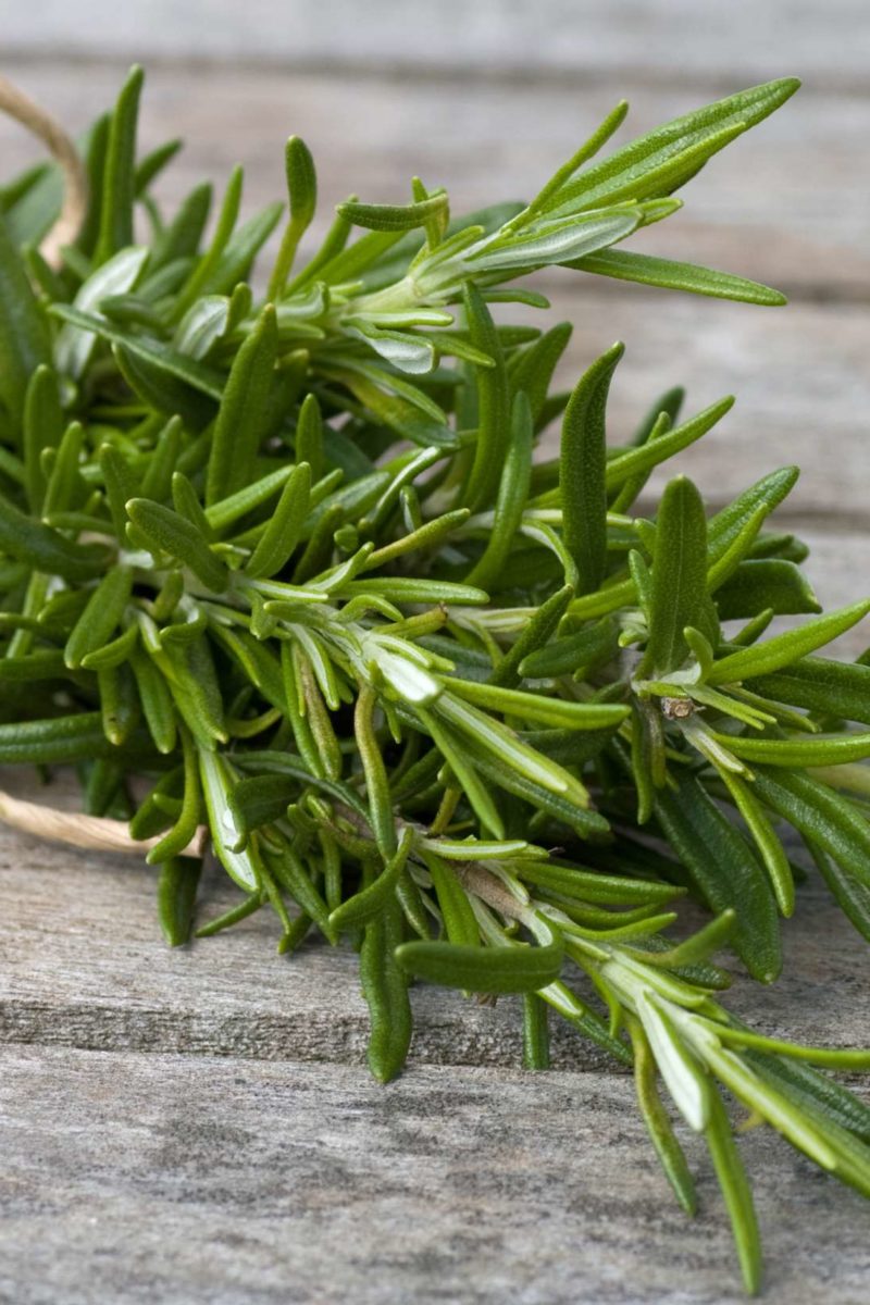 4 Healing Properties of Rosemary & it's Benefits for the Skin + 3 ...